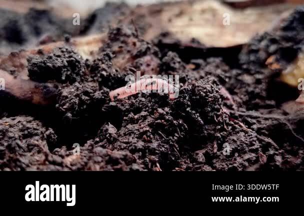 Red earthworms (Eisenia fetida or Red Worms) on the surface of the soil ...
