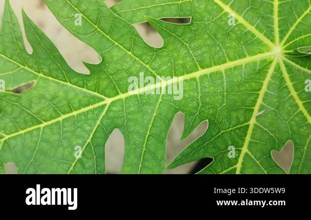Papaya leaves attacked by spider mites (Tetranychus urticae) show small ...
