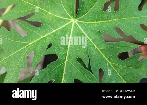 Papaya leaves attacked by spider mites (Tetranychus urticae) show small ...
