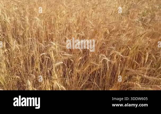 A sweeping vista of golden wheat field, every stalk bowed with ripe ...