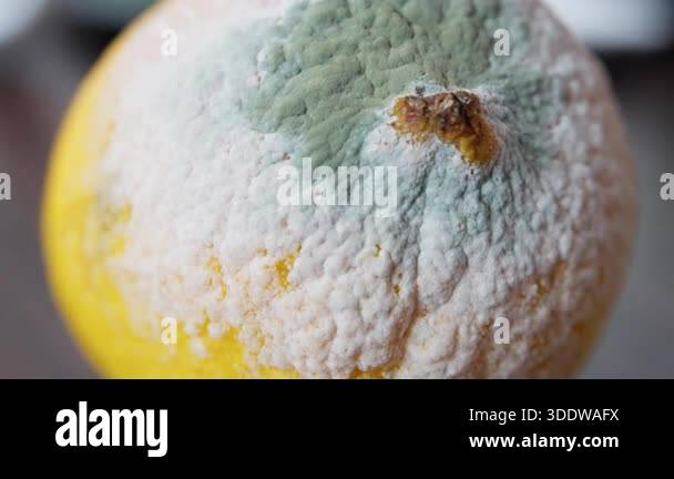 Moldy Lemon Closeup Showing Fuzzy Mold, White And Green Mycelium At ...