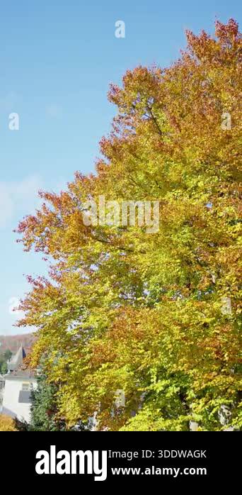 Bright Autumn Tree With Golden Leaves And Clear Blue Sky, Suburban ...