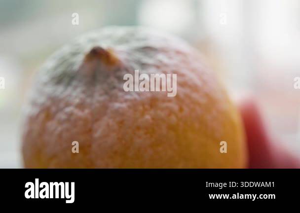 Closeup Citrus Stem With Light Mold, Powdery Spores On Rind, Soft Bokeh ...