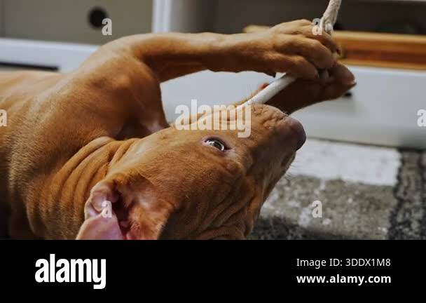Close up of funny American Staffordshire Terrier puppy energetically ...