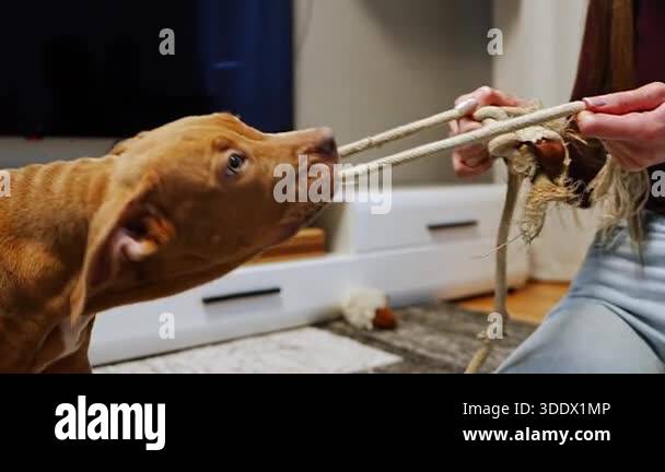 Close up of funny and playful American Staffordshire Terrier puppy ...