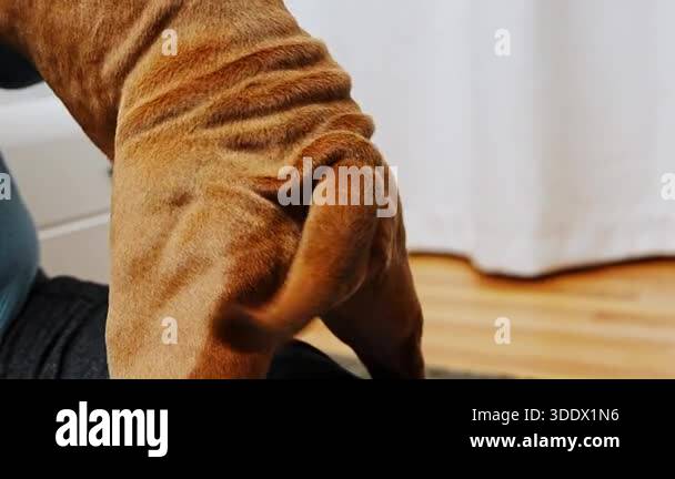 Closeup of an American Staffordshire Terrier puppy happily wagging its ...