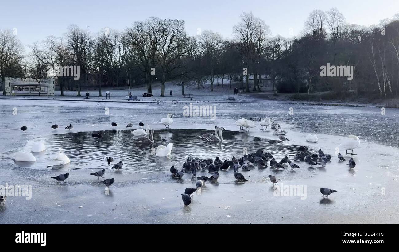 Swans, pigeons and dog venture onto frozen ponds in Glasgow amid ...