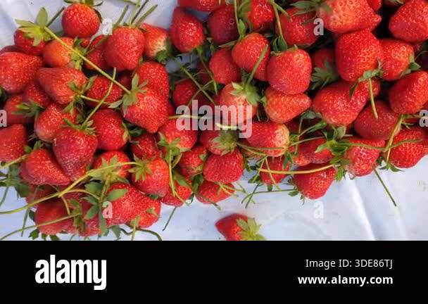 Fresh strawberries fruit for sale at local market in summer. Healthy ...