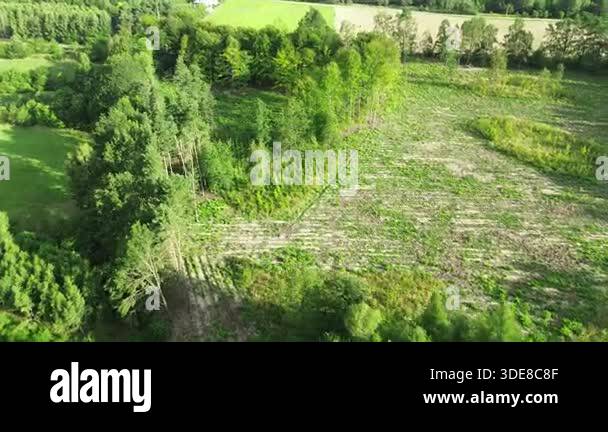 Forestry replanting pine trees Stock Videos & Footage - HD and 4K Video ...
