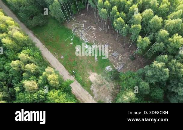 Aerial forest destruction area and access road Stock Video Footage - Alamy