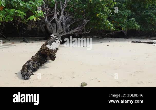 fallen mangrove tree on empty beach creating serene nature mood Stock ...