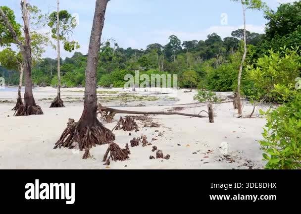 climate change impact on mangrove forest with exposed roots shot is ...