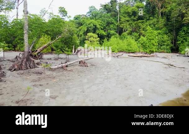 coastal erosion affecting mangrove forest with fallen tree remains ...
