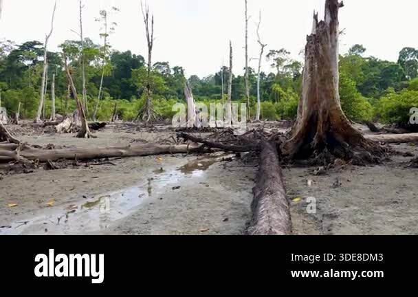 coastal erosion affecting mangrove forest with fallen tree remains ...