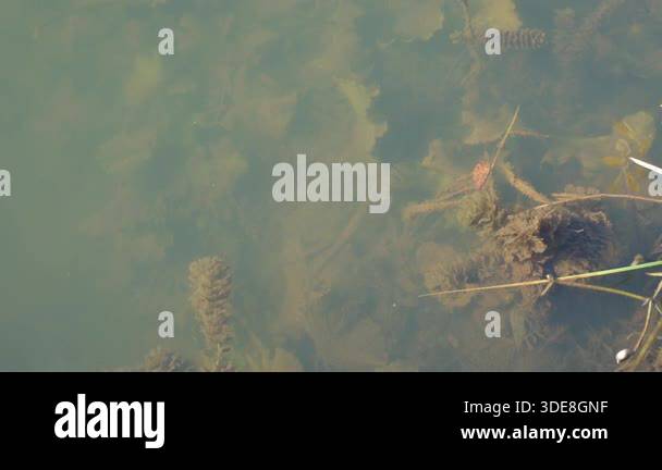 Real, strange underwater world. Freshwater algae and ecosystem. Wetland ...