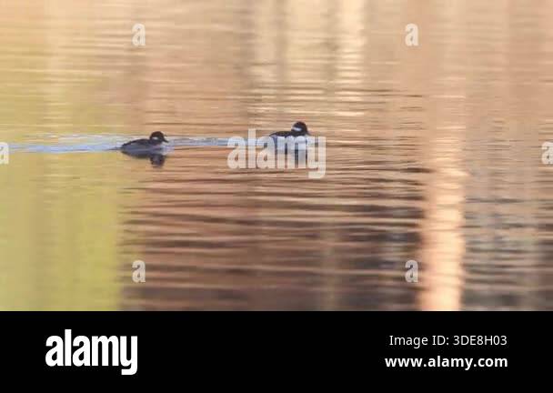 A pair of bufflehead ducks (Bucephala albeola), a first-winter drake ...