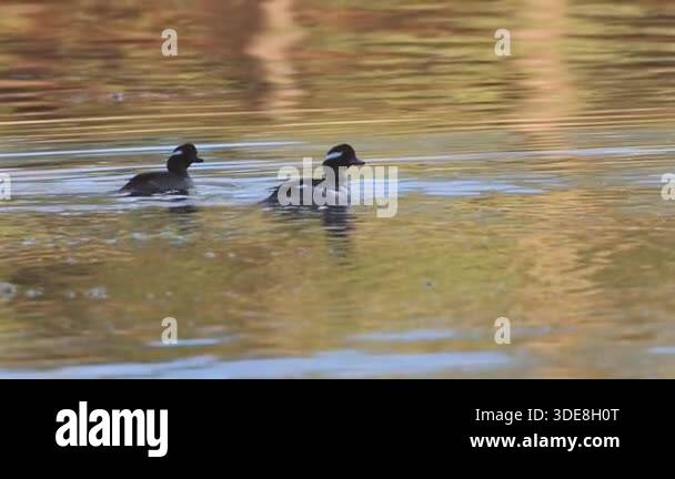 Slow motion of two bufflehead ducks (Bucephala albeola), a first-winter ...