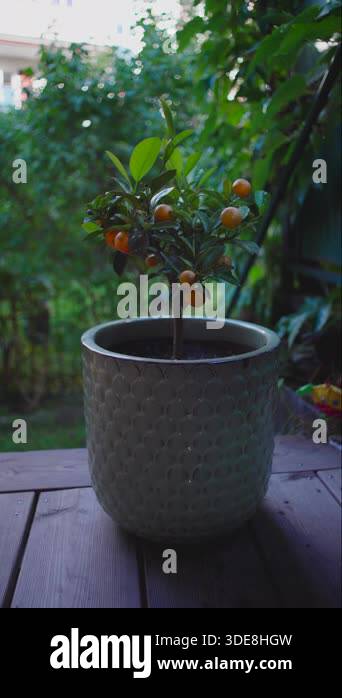 Potted fruit tree on terrace showing domestic gardening seasonal growth ...