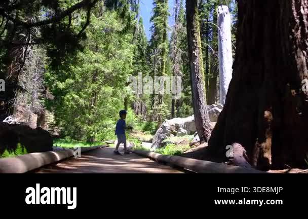 cute boy in giant redwood forest in mariposa grove, yosemite national ...