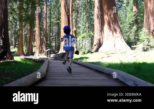 cute boy in giant redwood forest in mariposa grove, yosemite national ...