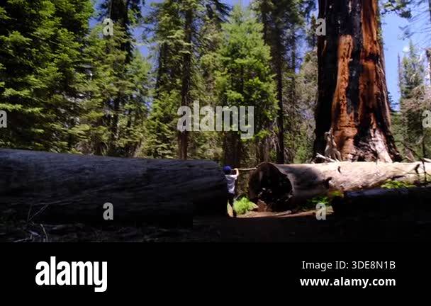 Young boy in giant redwood forest in mariposa grove, yosemite national ...