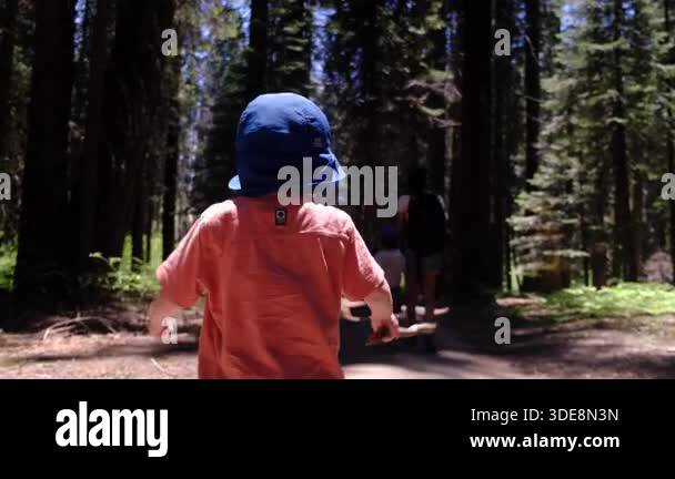 cute boy in giant redwood forest in mariposa grove, yosemite national ...