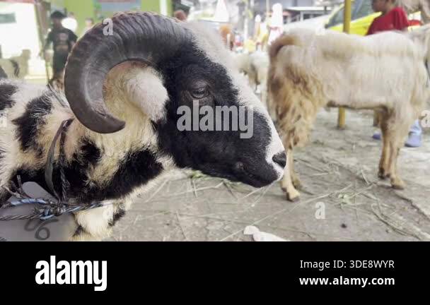 Closeup video of black headed sheep or ram in preparation of eid al ...