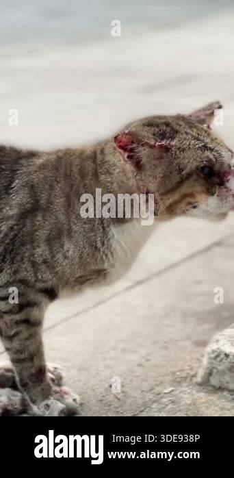 A stray cat, visibly injured with bite marks on its face, stands on the ...