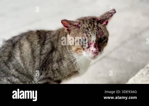 A stray cat, visibly injured with bite marks on its face, stands on the ...