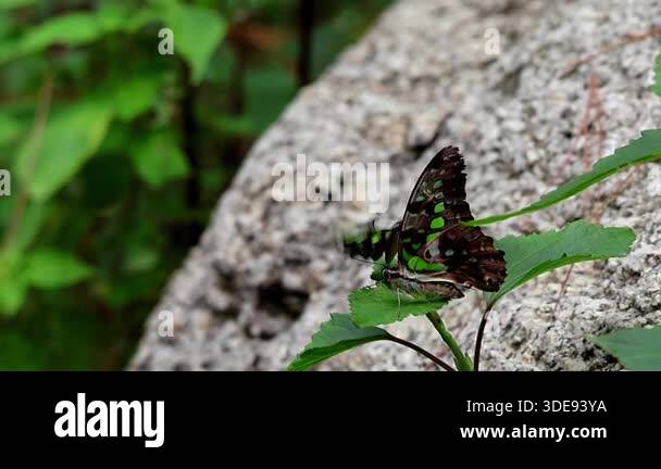Tailed jay butterfly courtship dance in slow motion. a male tailed jay ...