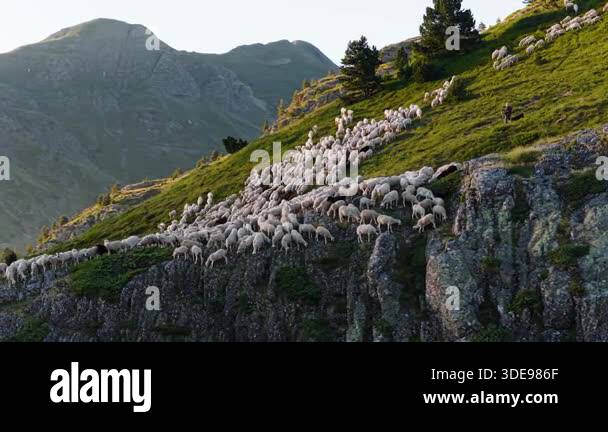 Large herd of sheep following a shepherd on a steep, grassy ...