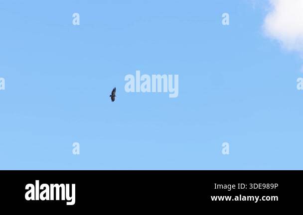 Majestic griffon vultures gracefully soaring in the clear blue sky over ...