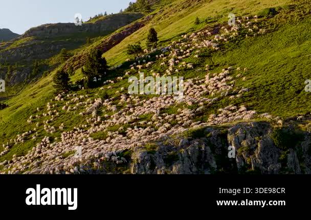 Huge flock of sheep grazing together on a steep, grassy mountain slope ...