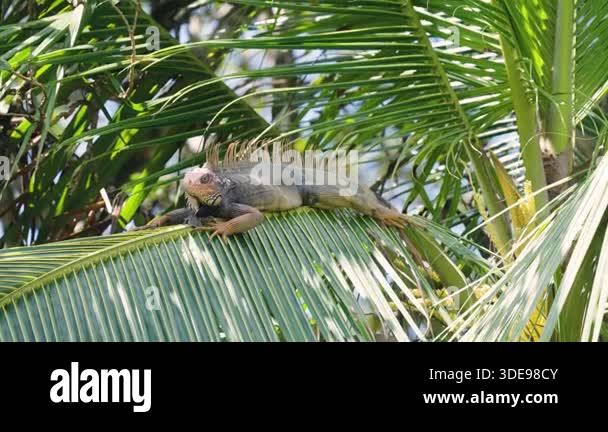Wild green iguana resting on a vibrant palm tree leaf. Tropical reptile ...
