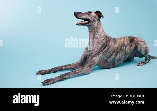 Elegant purebred greyhound dog with a brindle coat lying down in a ...