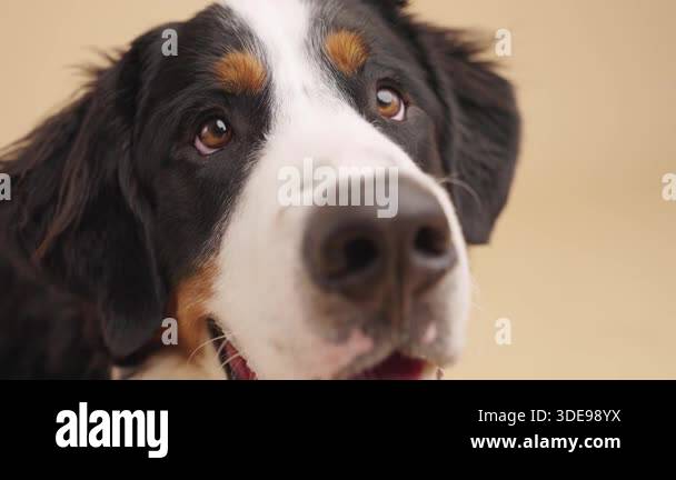 Adorable bernese mountain dog gazes upwards with endearing hope ...