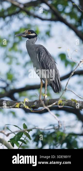 Watchful yellow crowned night heron perching on a tree branch in costa ...