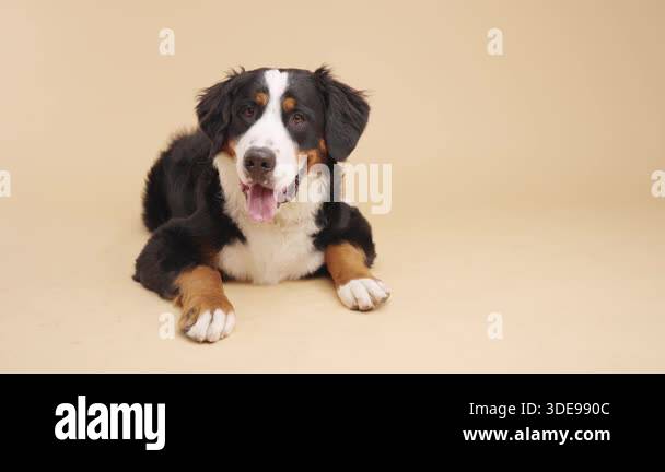 Bernese mountain dog resting comfortably, panting softly while lying ...