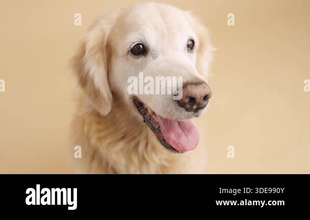 Friendly golden retriever panting with tongue out, standing against ...