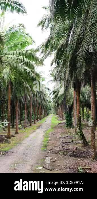Steady forward movement along a dirt road through a vast palm oil ...