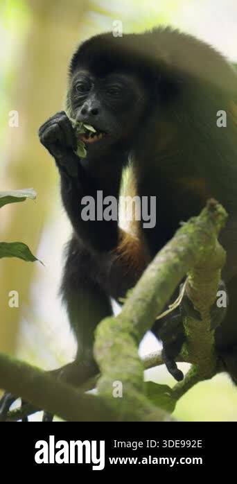 Young mantled howler monkey perching on a mossy branch while eating ...