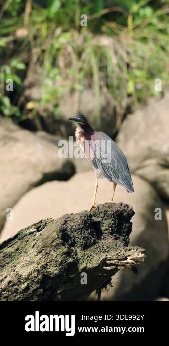 Watchful green heron standing on a dead tree log. The wild bird looks ...