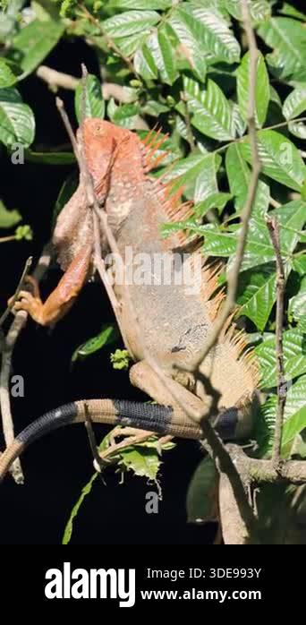 Large male iguana with orange coloration during mating season climbing ...