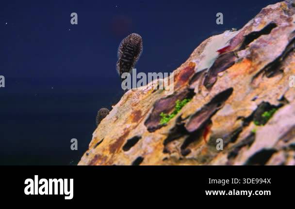 Sewellia lineolata loach clean glass, dragon stone iwagumi rock design ...