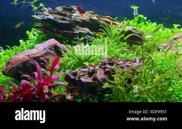 aquatic plant, Pacific blue-eye dwarf fish, green hair algae oxygenate ...