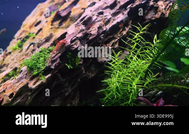 royal twig catfish on dragon stone, fresh iwagumi rock ecosystem ...