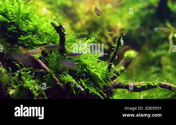 aquatic moss vegetation, galaxy rasbora fish, red cherry shrimp, Amano ...