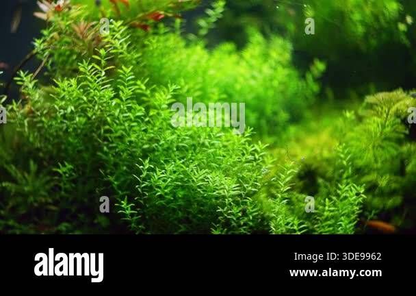 Micranthemum glomeratum, Alternathera reineckii oxygenate air bubble, Amano style aquascape ...