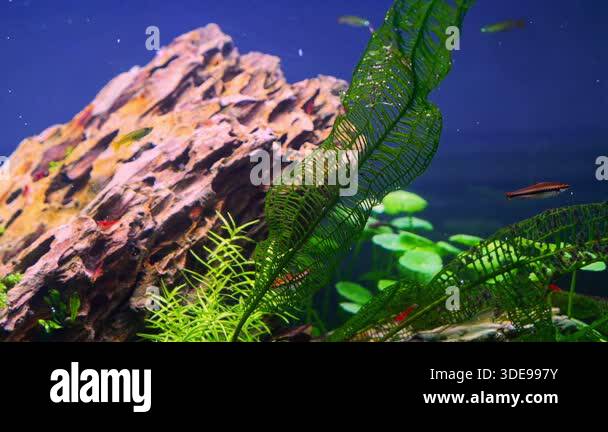 Aponogeton madagascariensis transparent aquatic plant, Pacific blue-eye ...