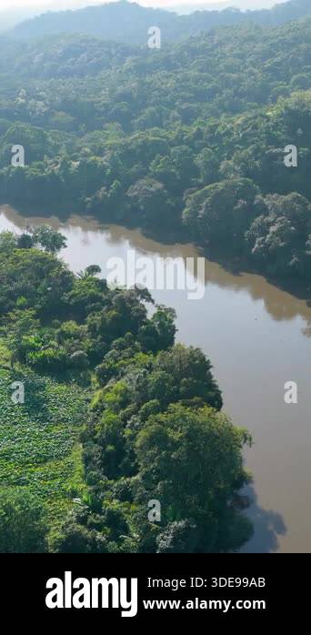 Majestic aerial view of the sierpe river flowing through a dense ...